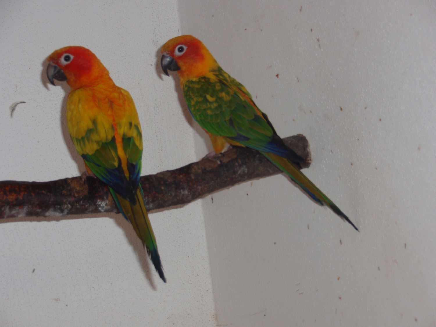 Aratinga sluneční (Aratinga solstitialis) :: Papoušci